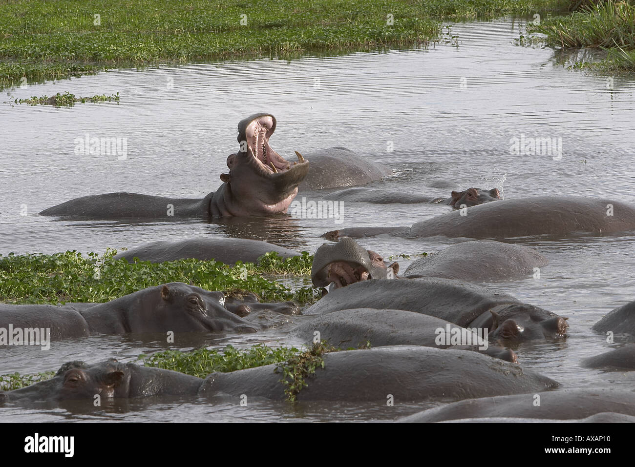 Hippopotamus amphibious Hippopotamus Ngorongoro conservation area ...