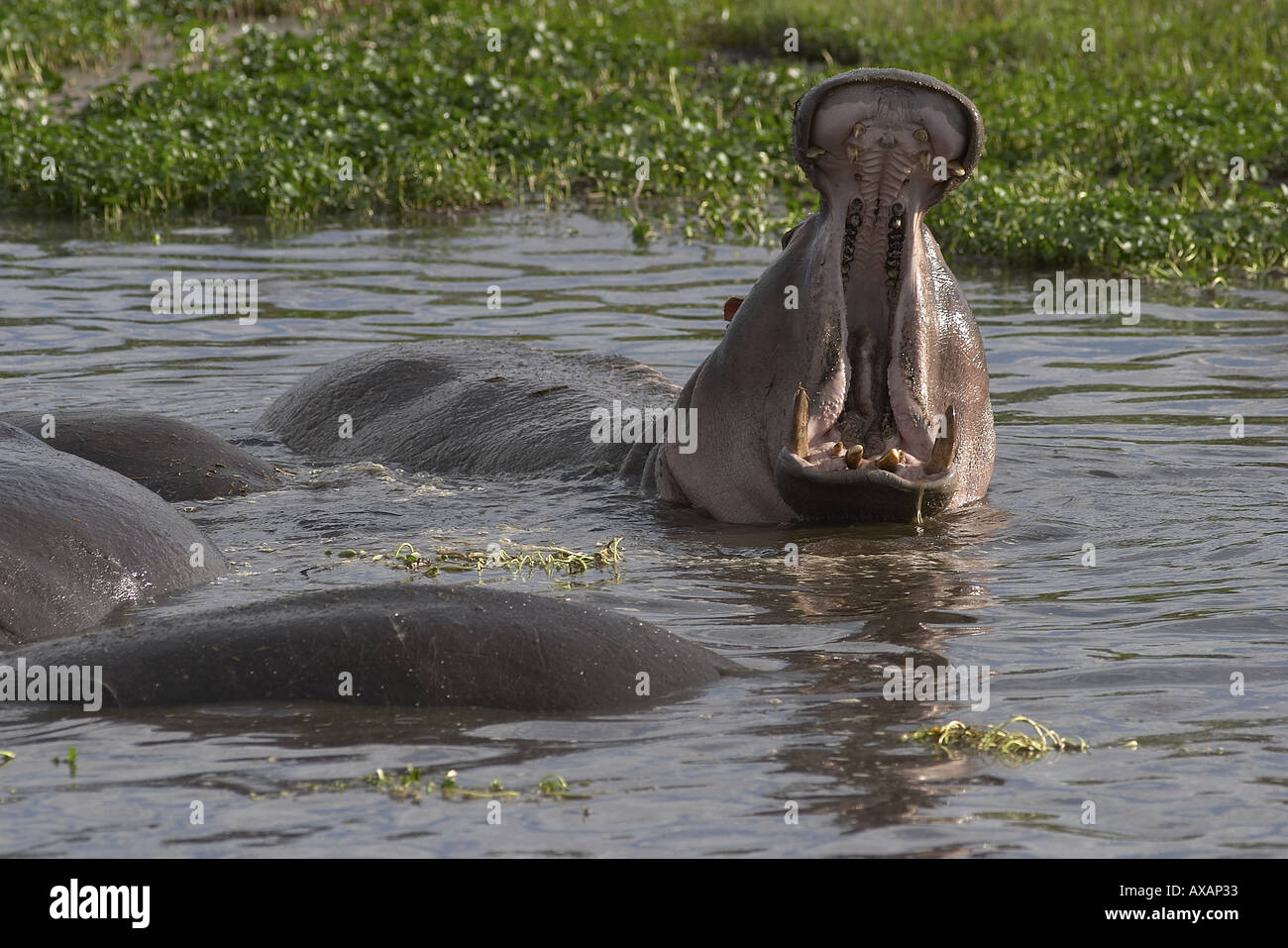 Hippopotamus amphibious Hippopotamus Ngorongoro conservation area ...