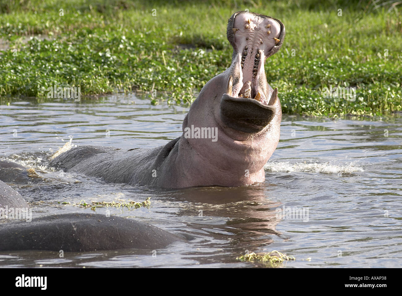 Hippopotamus amphibious Hippopotamus Ngorongoro conservation area ...