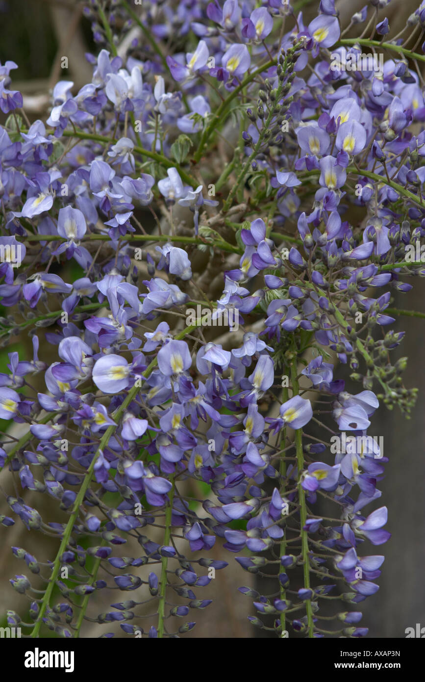 Wisteria sinensis or chinese wisteria - woody stemmed climber with ...