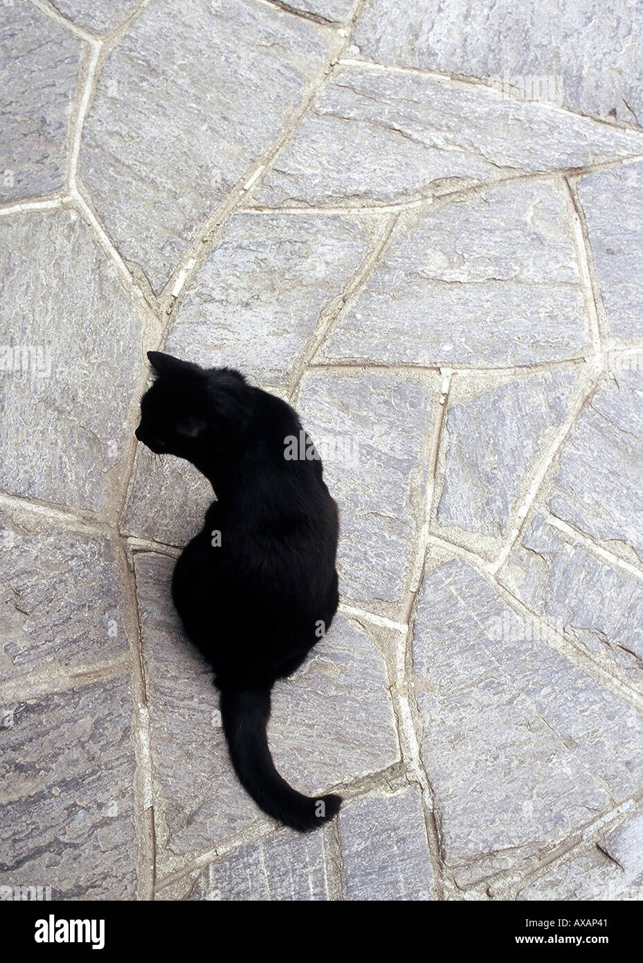 Single black cat hi-res stock photography and images - Alamy