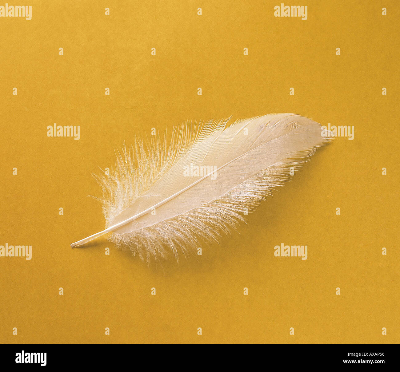 NMB74447 One single light soft delicate gentle white bird feather on ...