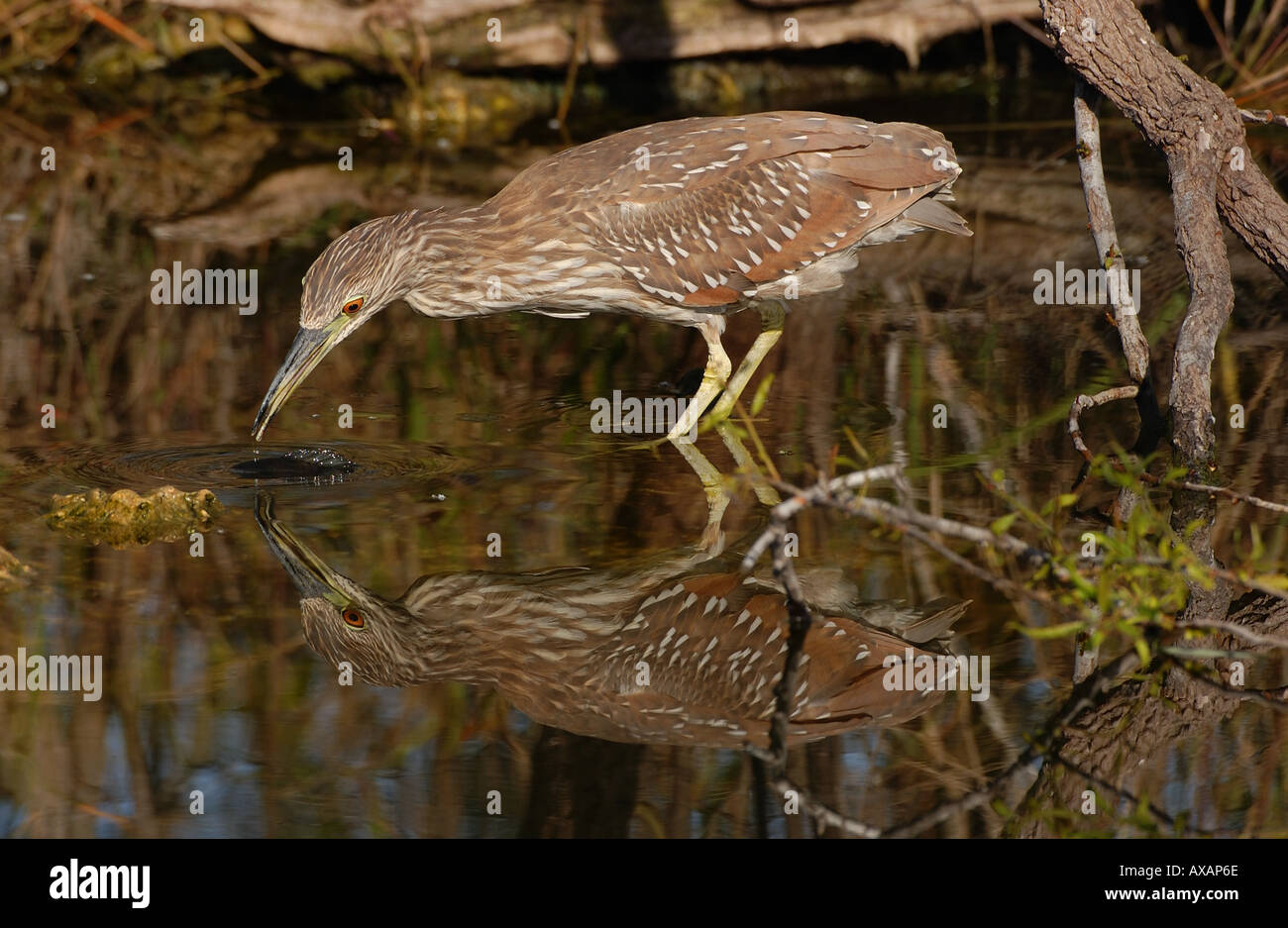Juvenile Black Crowned Night Heron fishing Nycticorax nycticorax ...