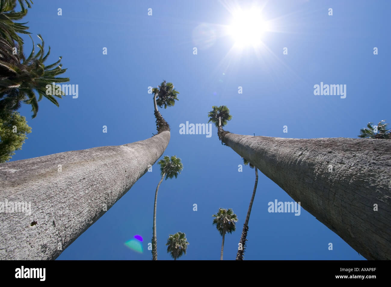 Tall palm trees Stock Photo - Alamy