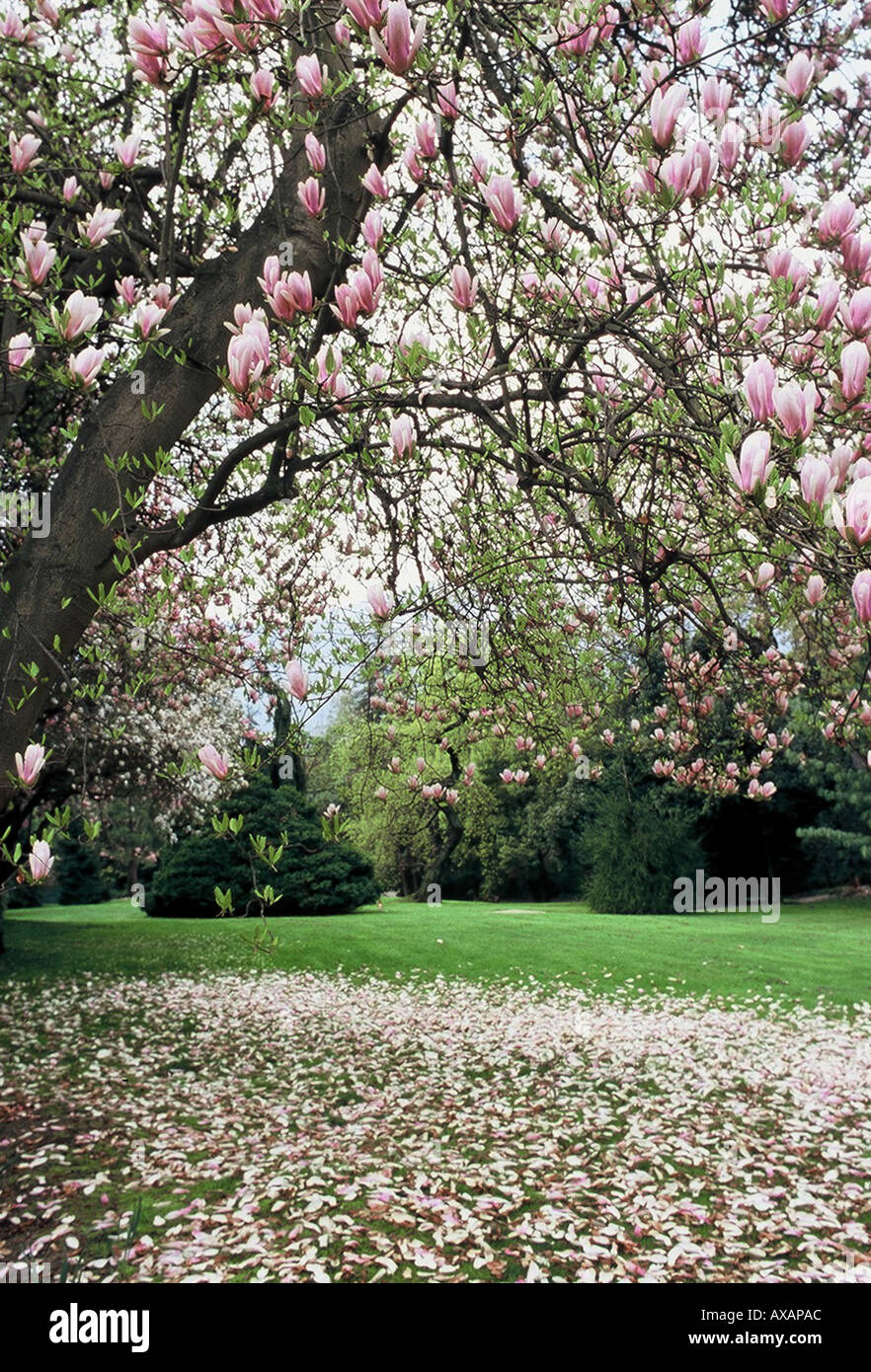 Trees and flowering bushes in the park hi-res stock photography and ...