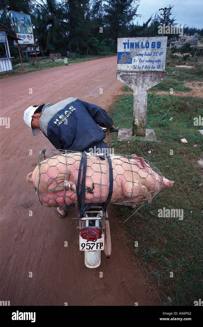 Vietnam Pig Transportation High Resolution Stock Photography and Images ...