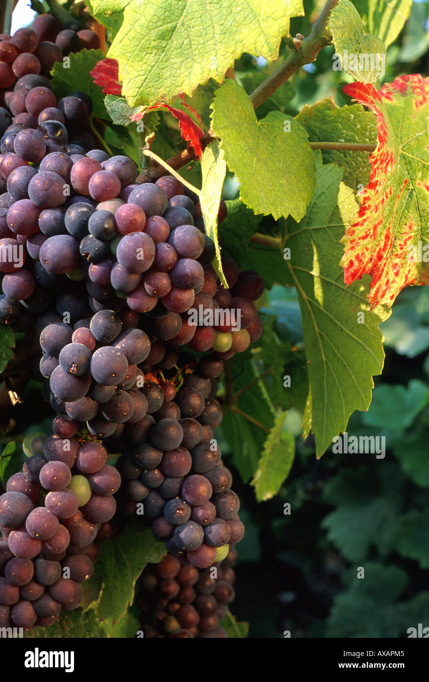 Trauben Stock Photos & Trauben Stock Images - Alamy