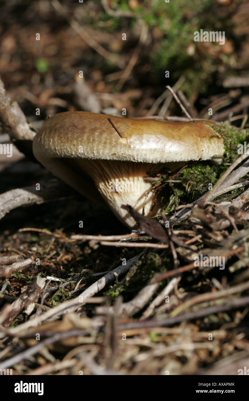 Brown rollrim mushroom, paxillus involutus Stock Photo - Alamy