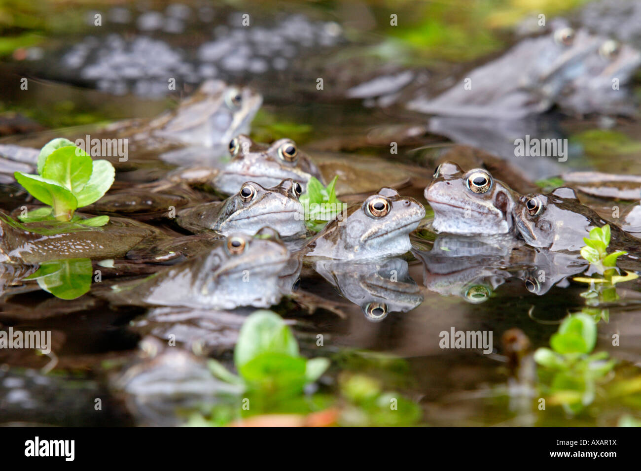 Mass of Common Frogs in a garden pond, with spawn, during the mating ...