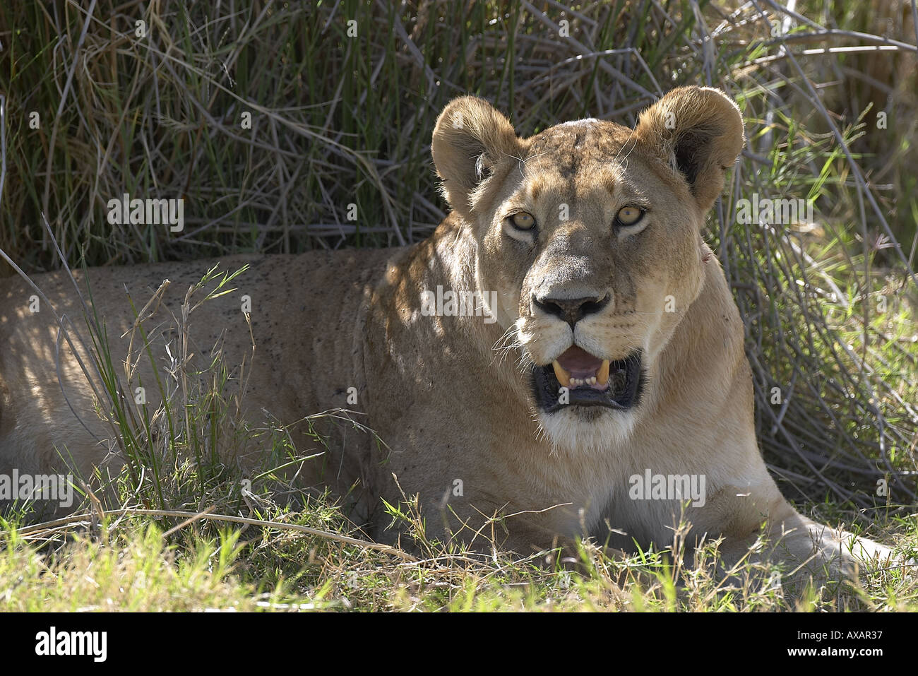 Panthera leo African lion Ngorongoro conservation area Tanzania Africa ...