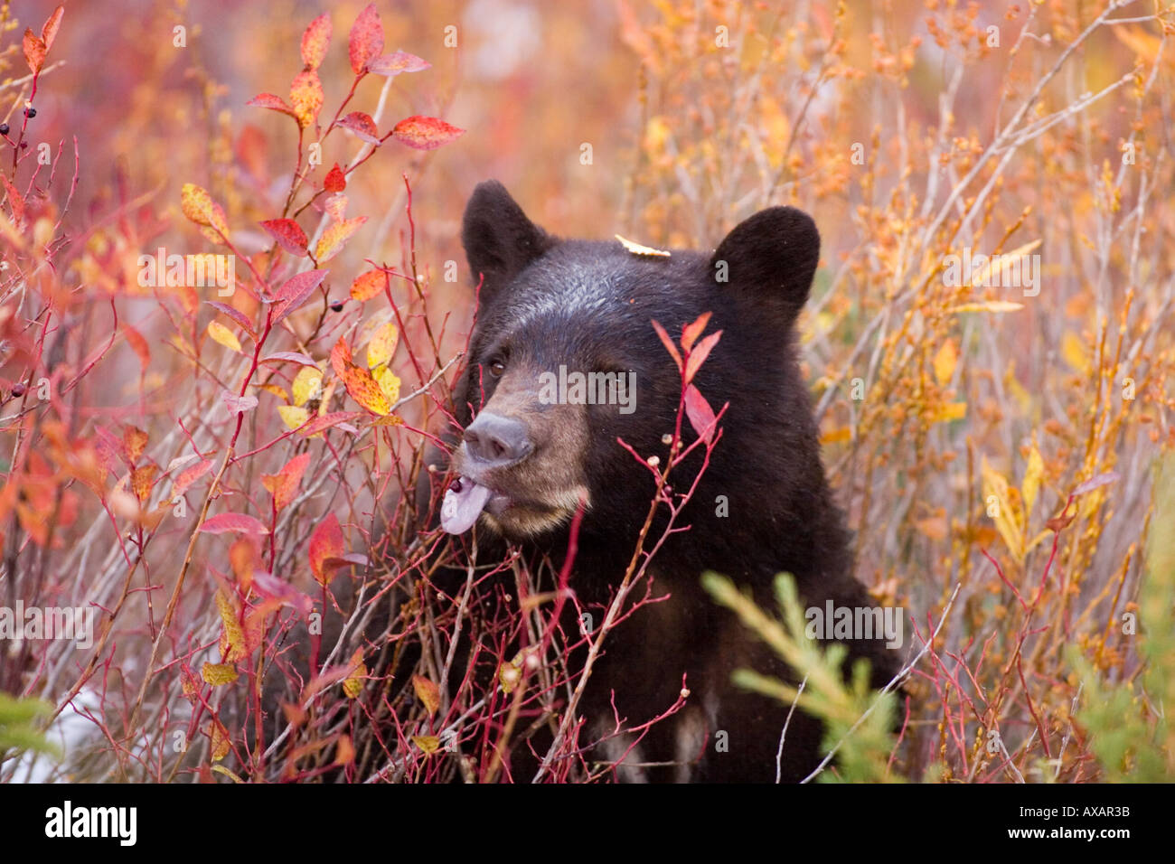 a black bear eats a blueberry Stock Photo - Alamy