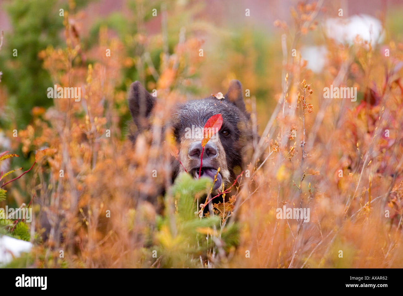 a black bear eating blueberries Stock Photo - Alamy