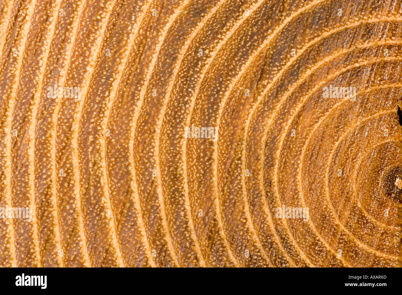 Counting tree rings hi-res stock photography and images - Alamy