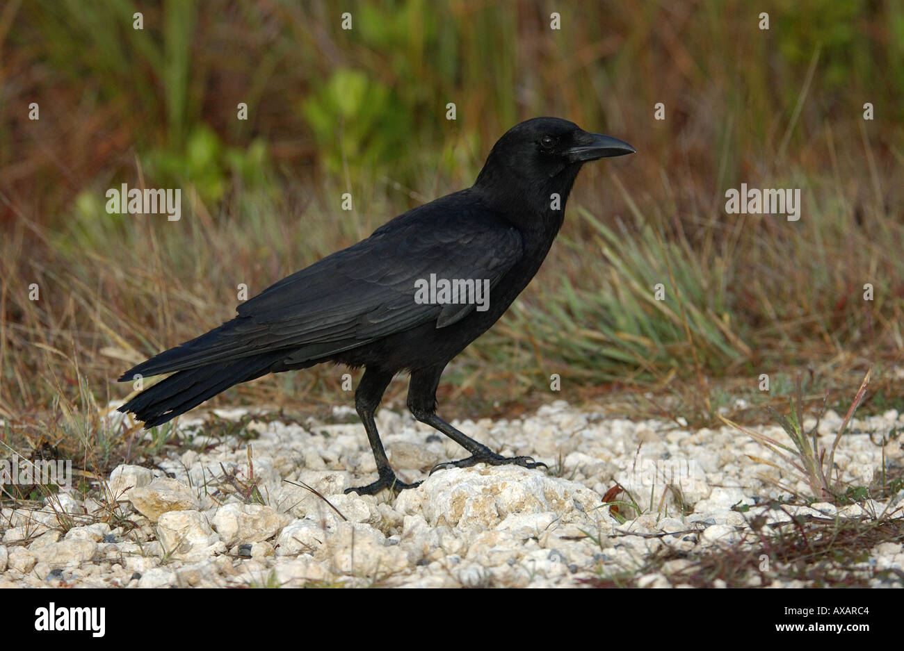 American Crow Corvus brachyrhynchos Florida USA Stock Photo - Alamy