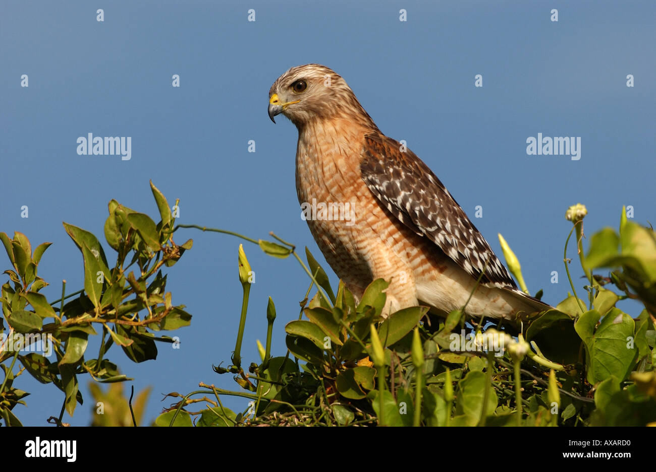 Red shouldered buzzard hi-res stock photography and images - Alamy