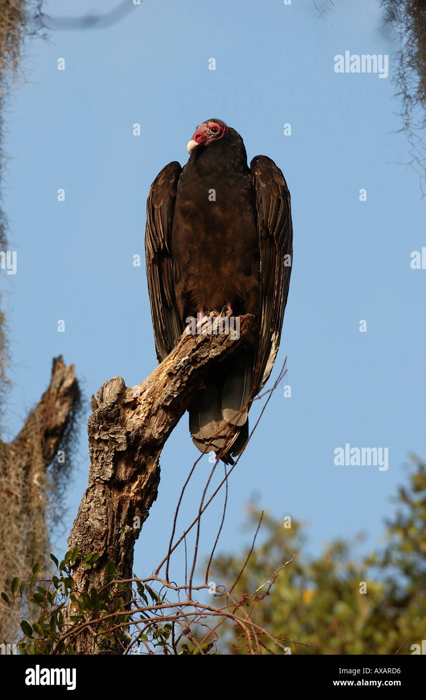Turkey Vulture Cathartes aura perched on tree stump Florida USA Stock ...