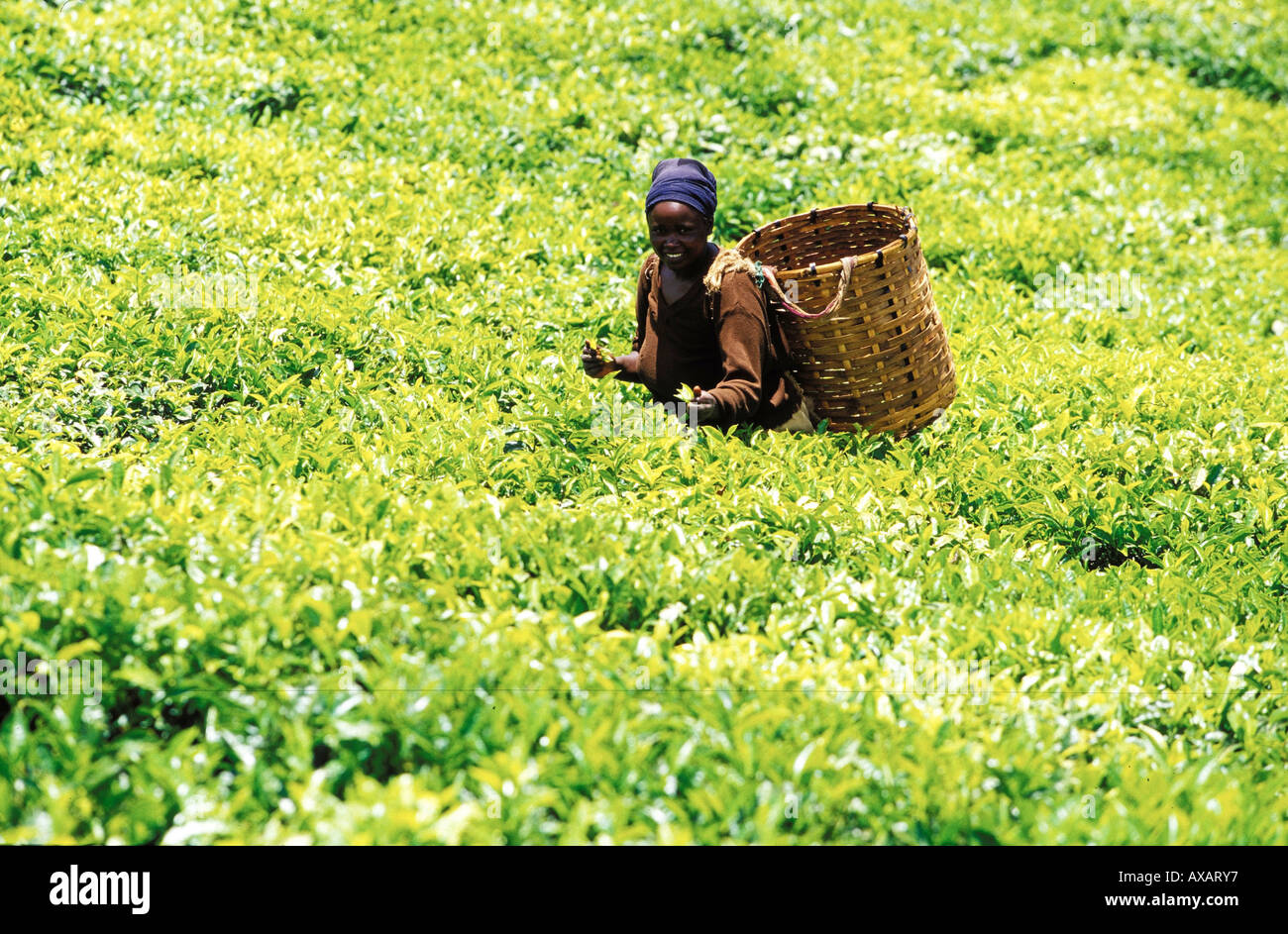 One african woman gathering tea leaves [-], tea fields [-], Limuru ...