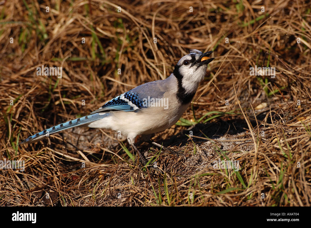 Blue Jay Cyanocitta cristata eating nut Florida USA Stock Photo - Alamy