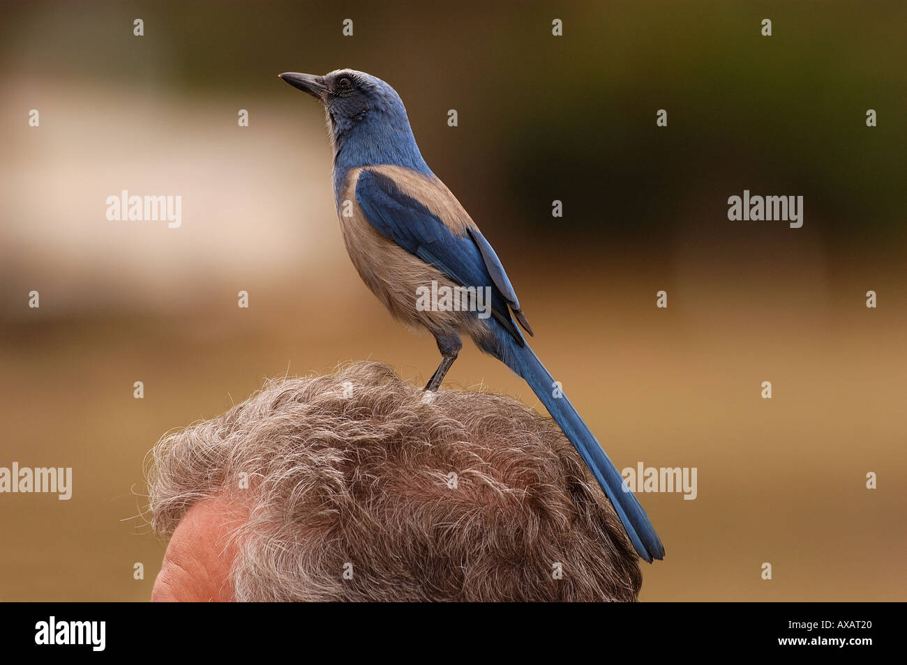 Florida Scrub Jay Aphelocoma coerulescens perched on persons head ...