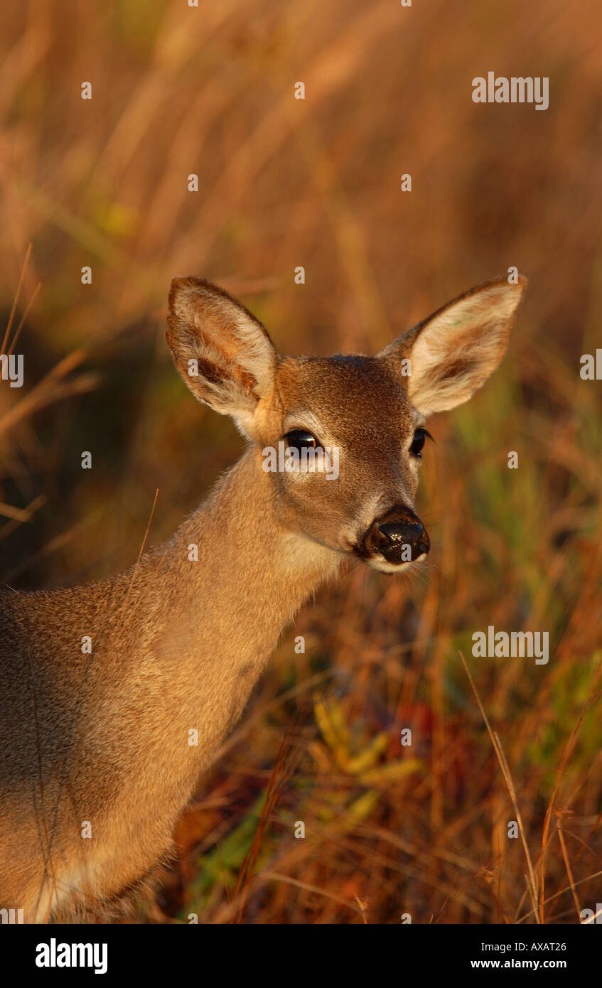 Florida white tailed deer hi-res stock photography and images - Alamy