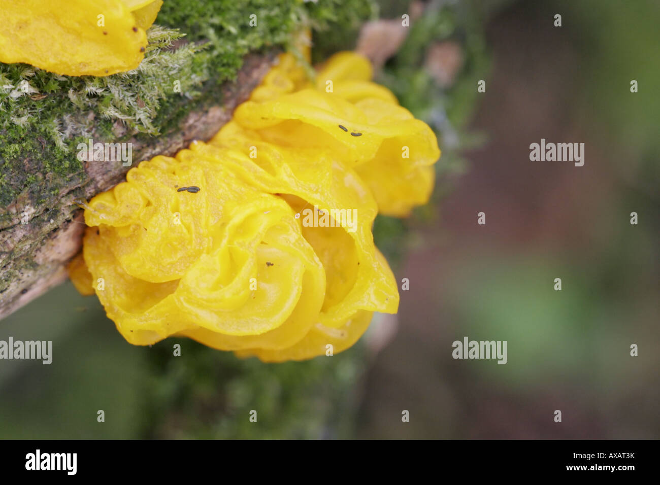 Fungus of tremella mesenterica hi-res stock photography and images - Alamy