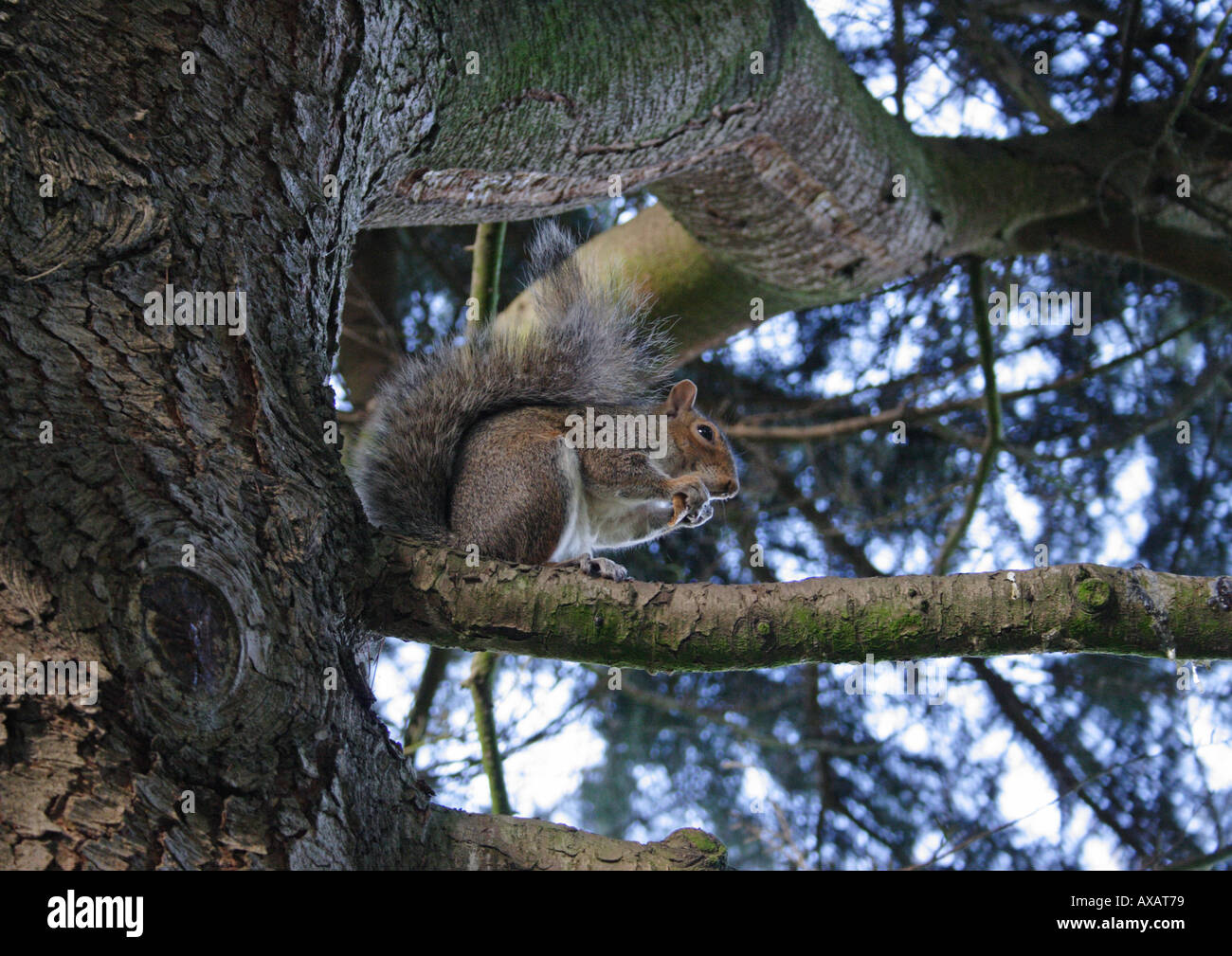Squirrel in a tree Stock Photo - Alamy