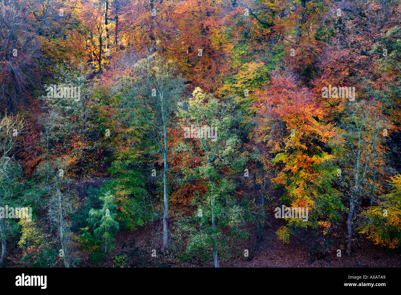 Autumn Trees in The Nidd Gorge at Knaresborough North Yorkshire England ...
