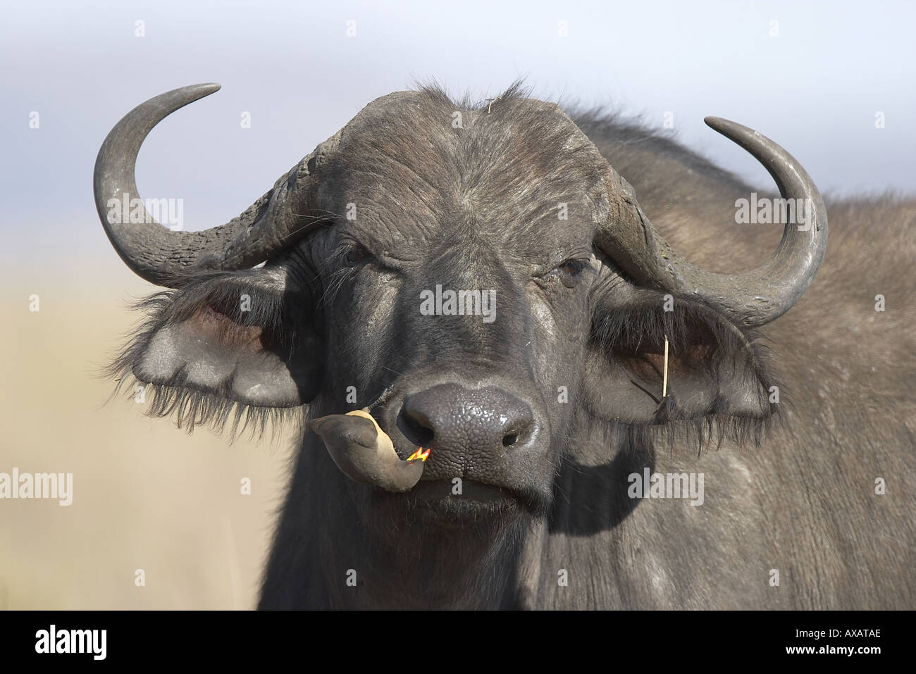 Buphagus africanus Yellow Billed Oxpecker over cape buffalo Serengeti ...