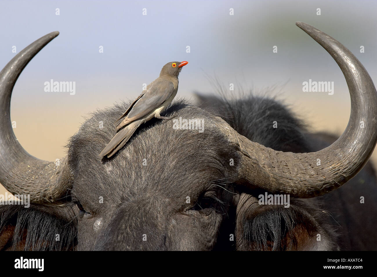 Buphagus africanus Yellow Billed Oxpecker over cape buffalo Serengeti ...