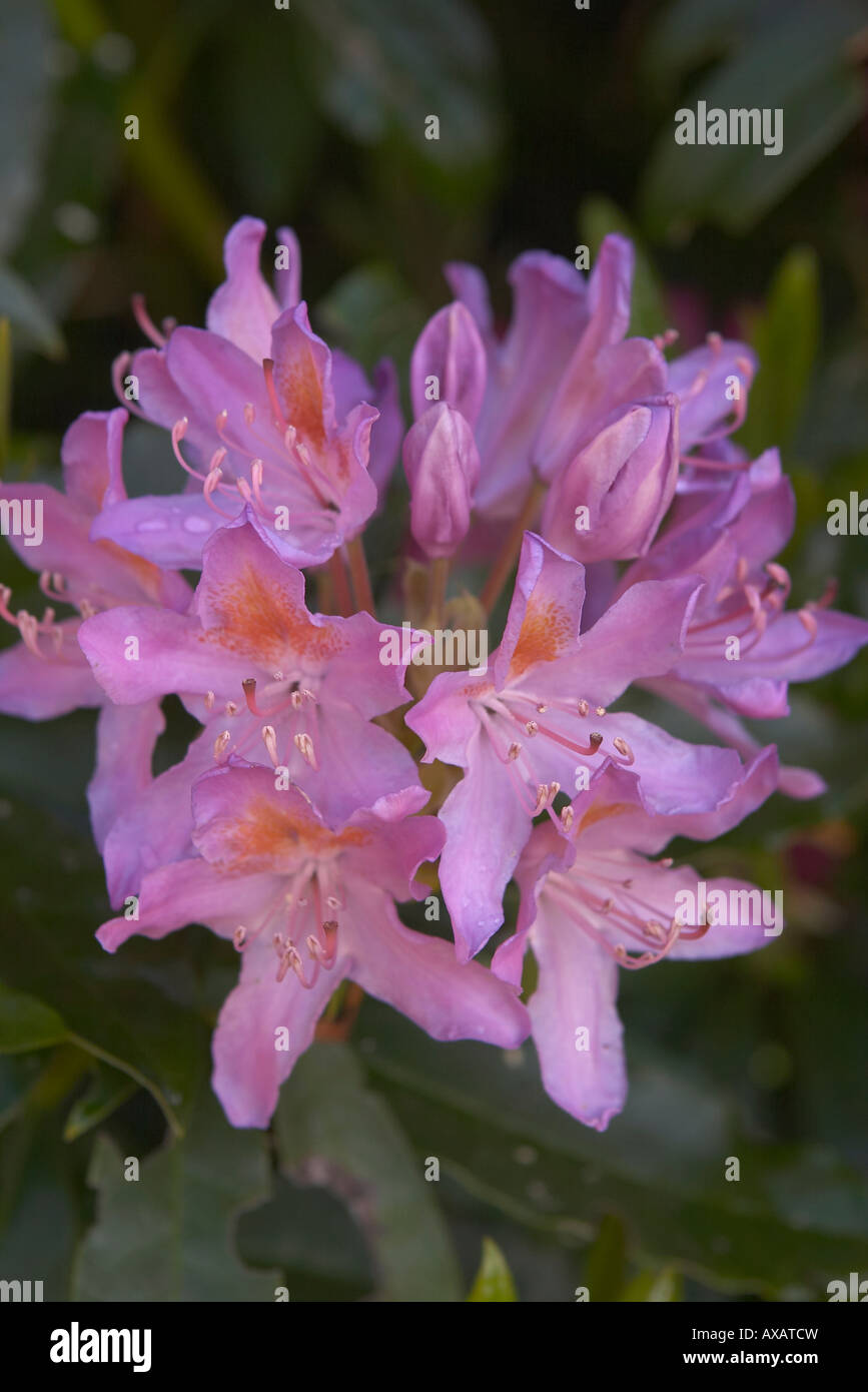 Rhododendron - rhododendron ponticum - purple flower Stock Photo - Alamy