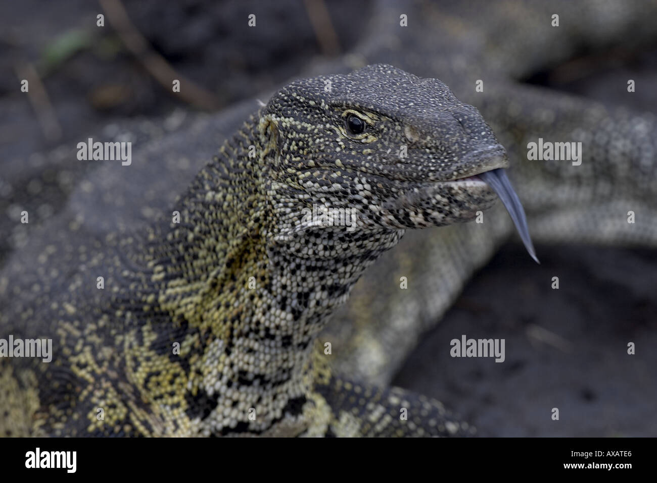 Savannah monitor lizards hi-res stock photography and images - Alamy