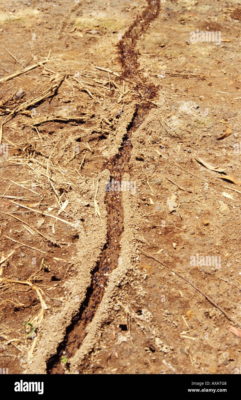 Close-up of the ant trail in Kenia, Mount Kenya, Kenya, Africa Stock ...