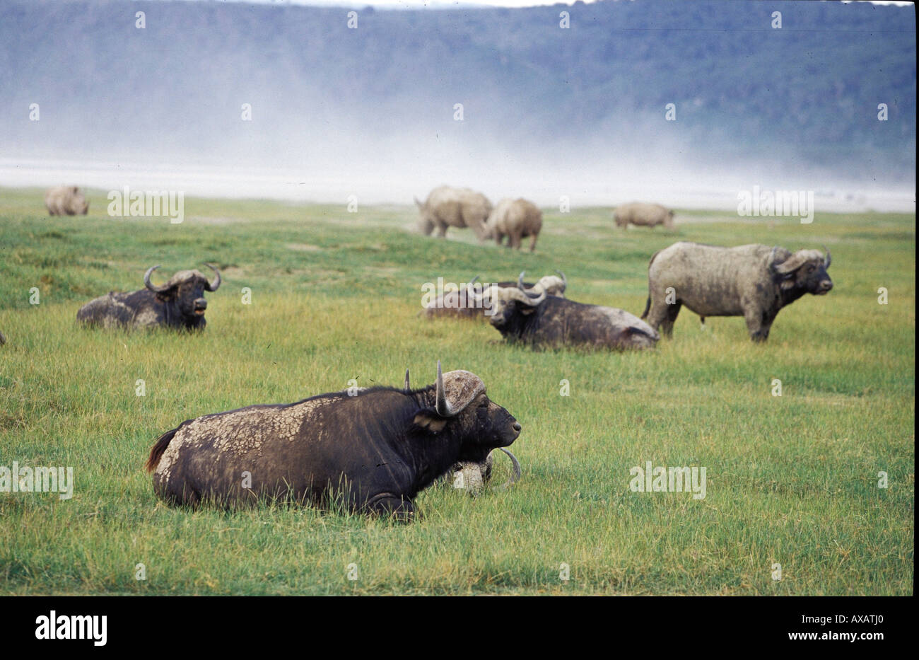 Buffalo covered in sand, animal buffalo Stock Photo - Alamy