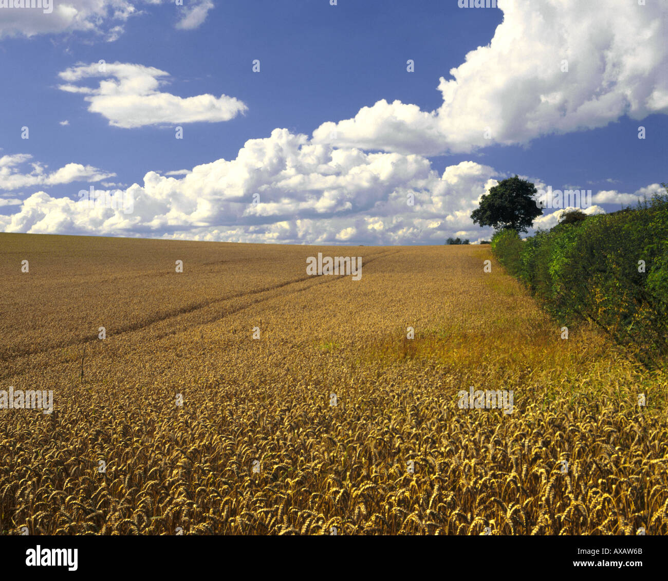 WHEAT CROP. ENGLAND. UK Stock Photo - Alamy