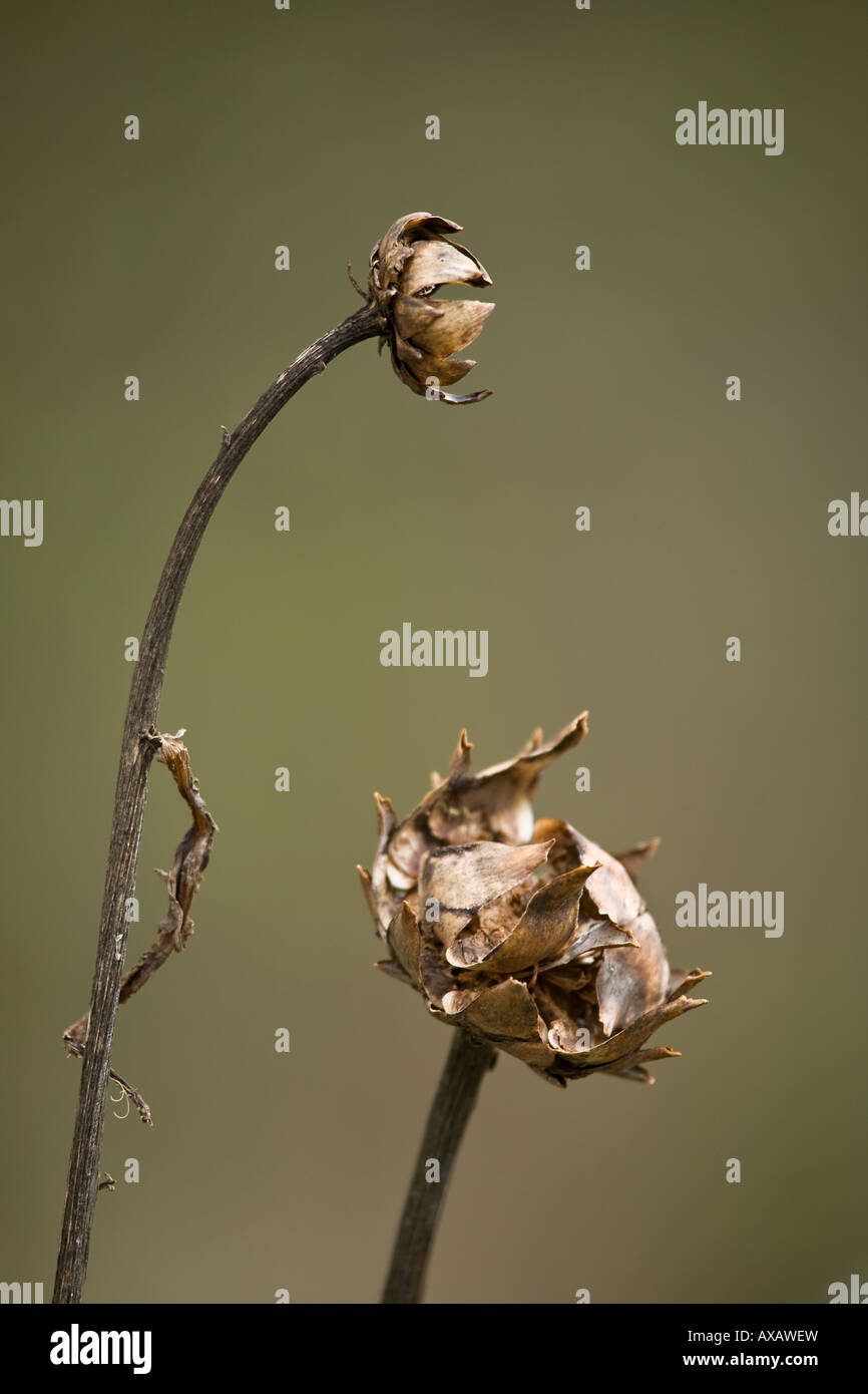 Dried seed heads of the Cardoon plant (Cynara cardunculus Stock Photo ...