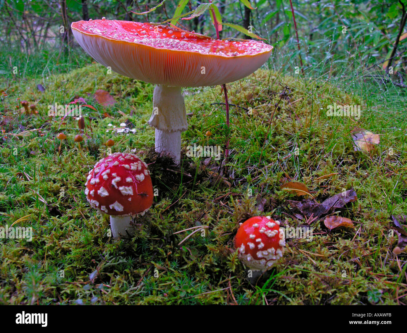 fly agaric toadstool Amanita muscaria on moss on forest ground Stock ...