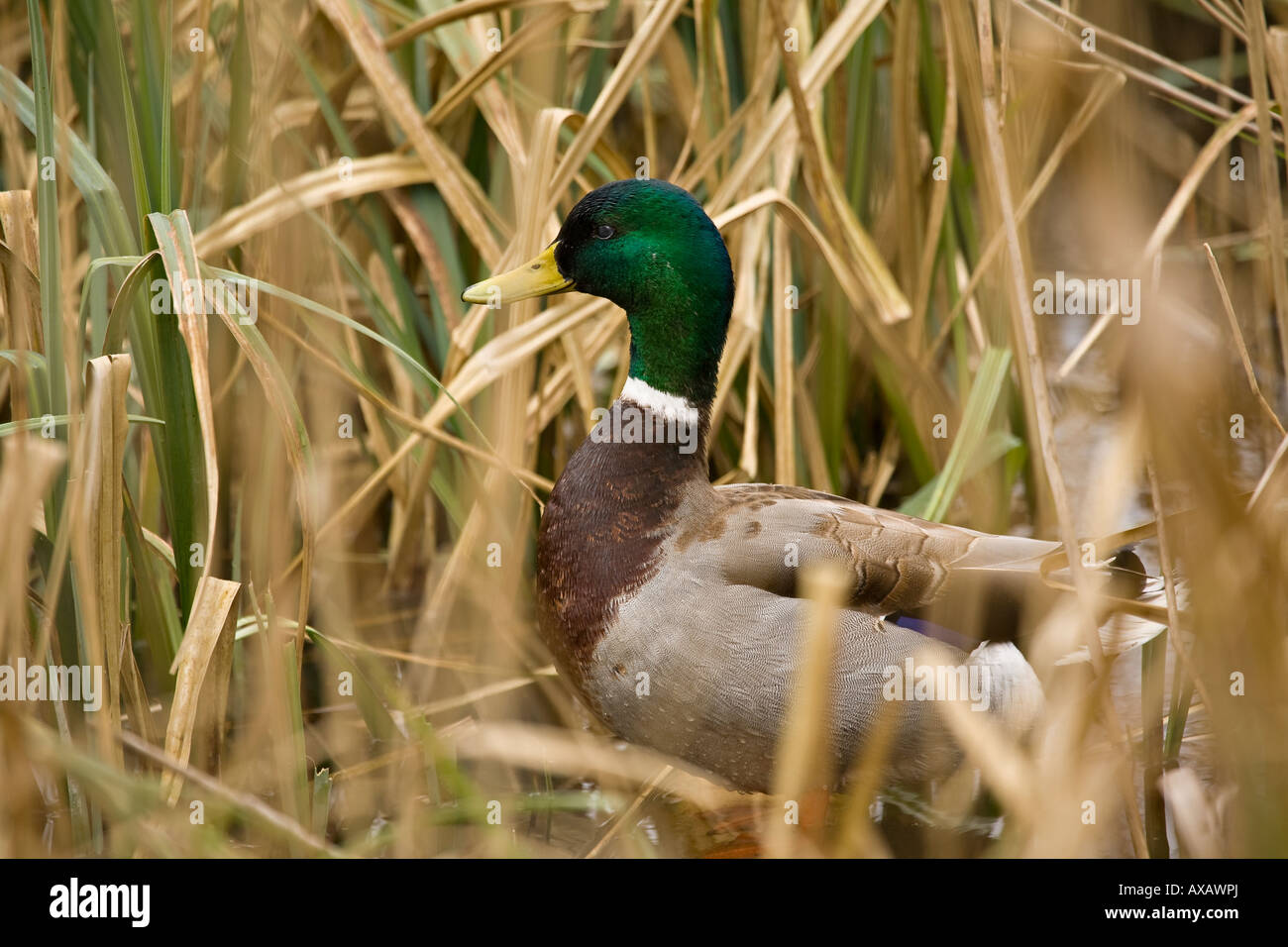 Green iridescent duck plumage hi-res stock photography and images - Alamy