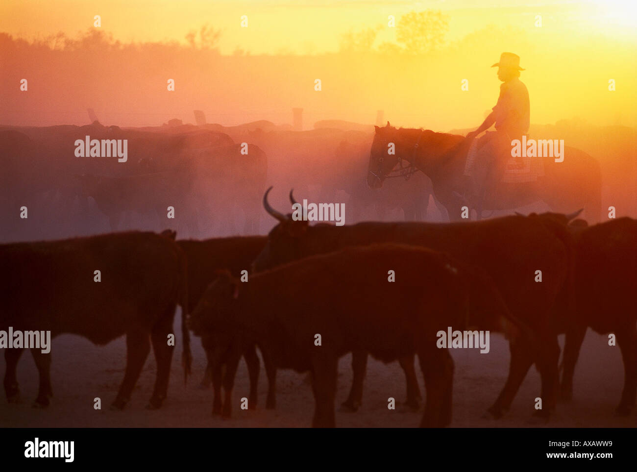 Cattle ranch australia hi-res stock photography and images - Alamy