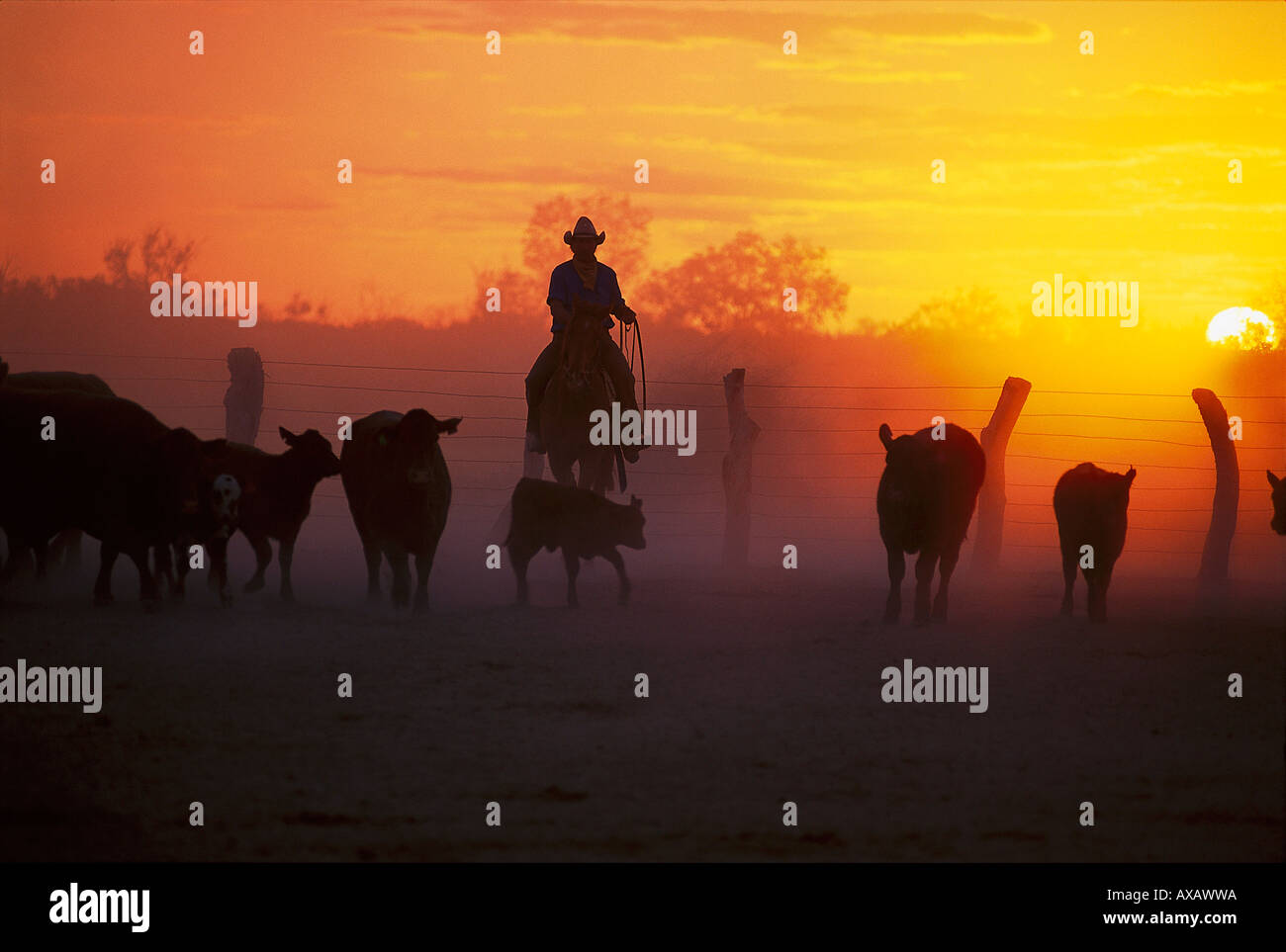 Cattle Station, South Australia Australia Stock Photo - Alamy