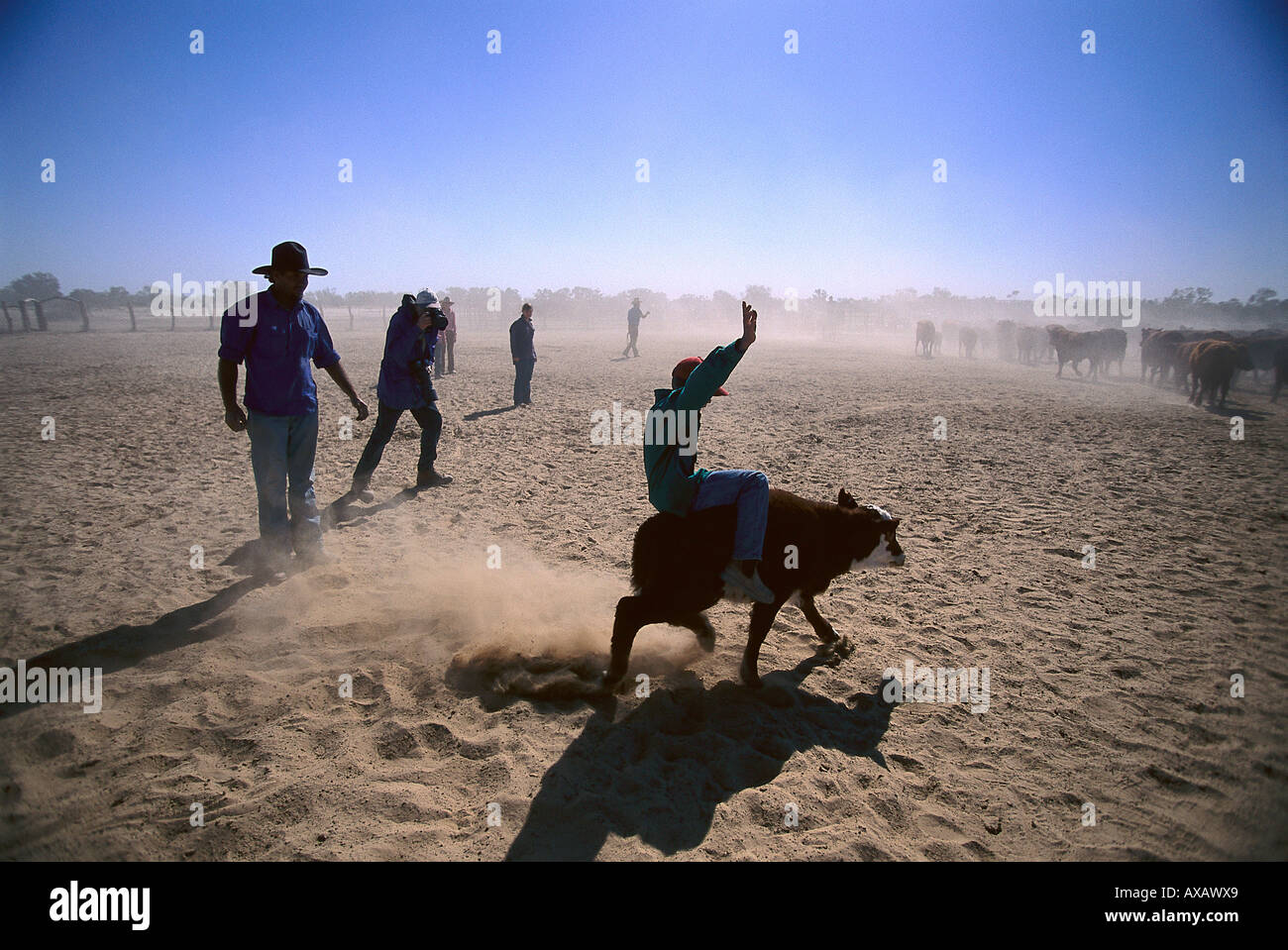 Riding a Cattle, Cattle Station, South Australia Australia Stock Photo ...