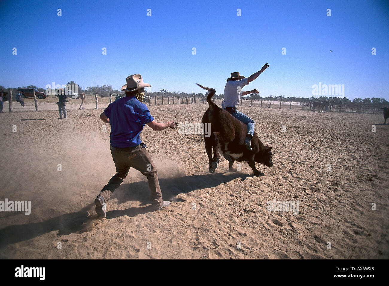 Riding a Cattle, Cattle Station, South Australia Australia Stock Photo ...