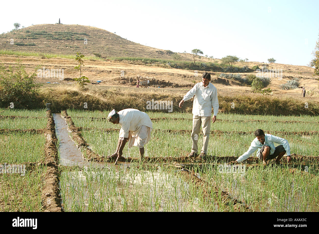 Rice irrigation india hi-res stock photography and images - Alamy