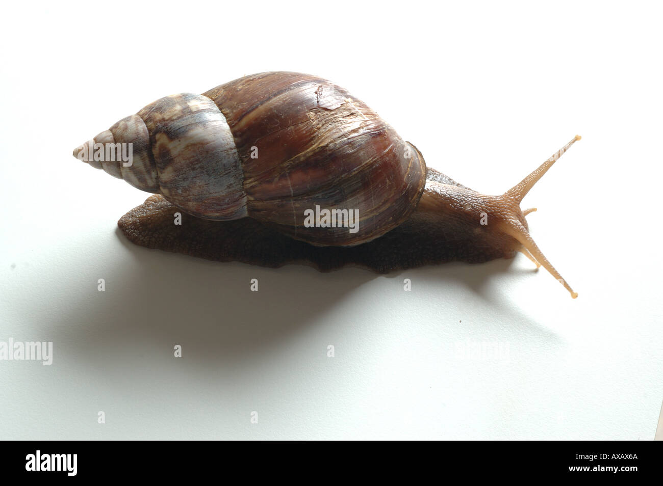 Snail teeth hi-res stock photography and images - Alamy