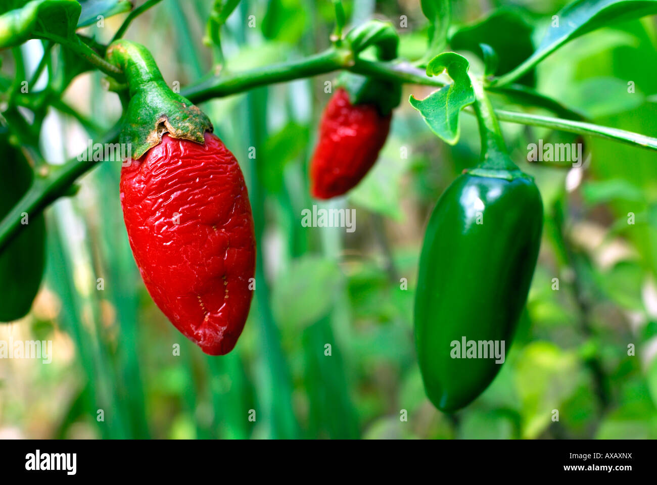 Smooth ones hi-res stock photography and images - Alamy