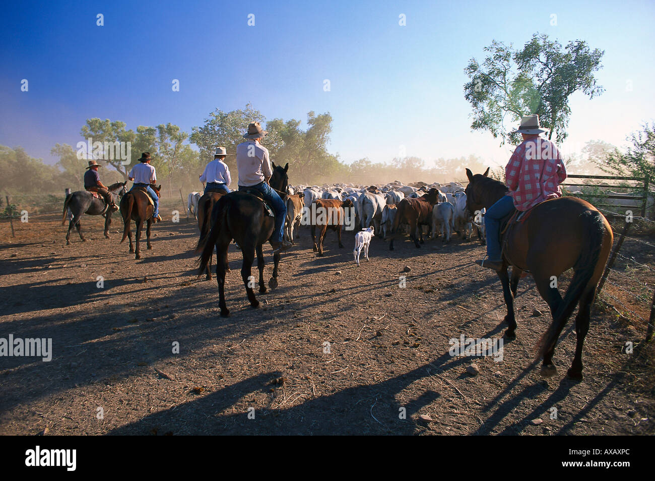 Cowboys driving a cattle herd on a paddock, South Australia, Australia ...