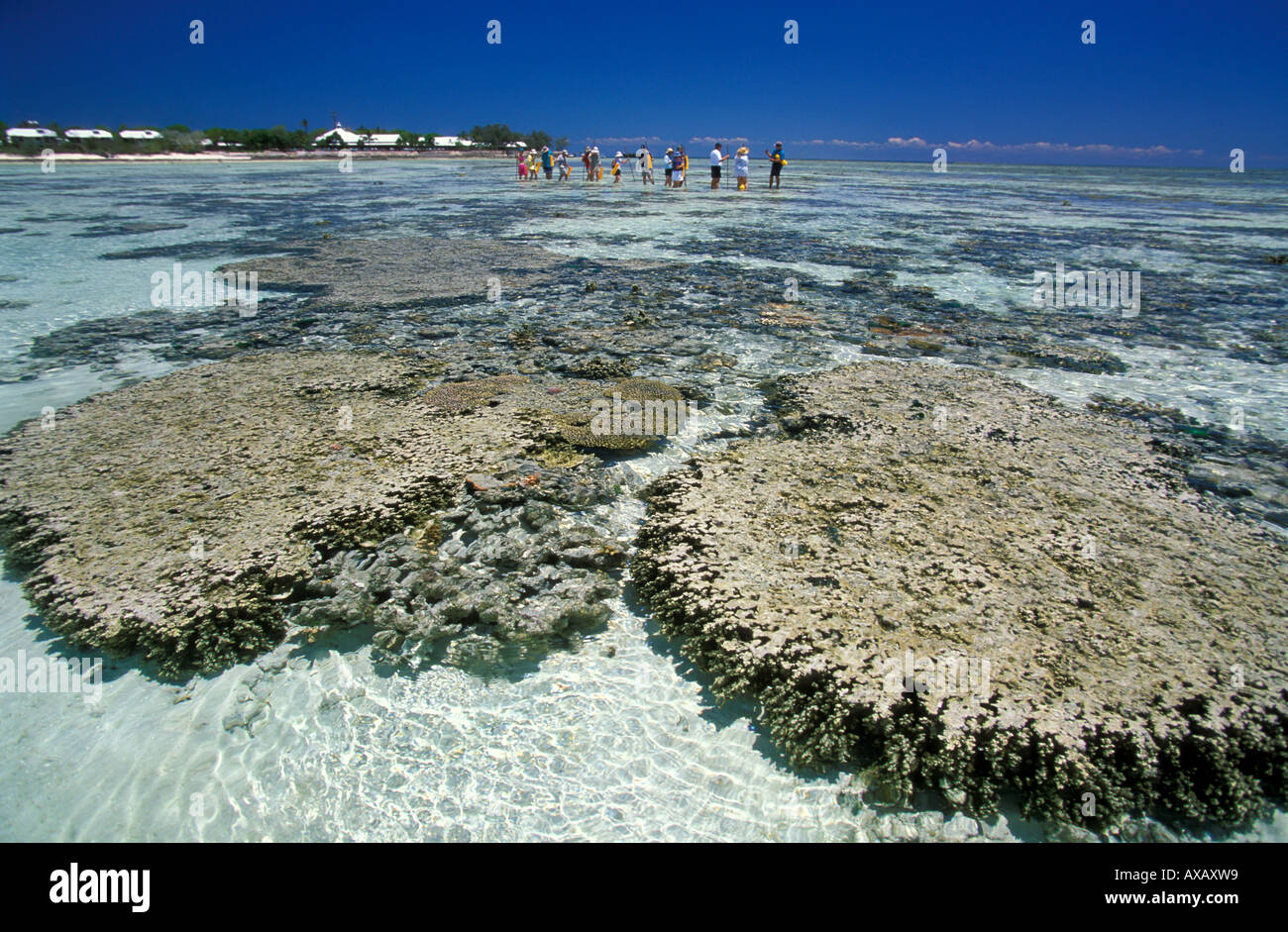 Reef walk, Heron Island, Great Barrier Reef Queensland, Australia Stock ...