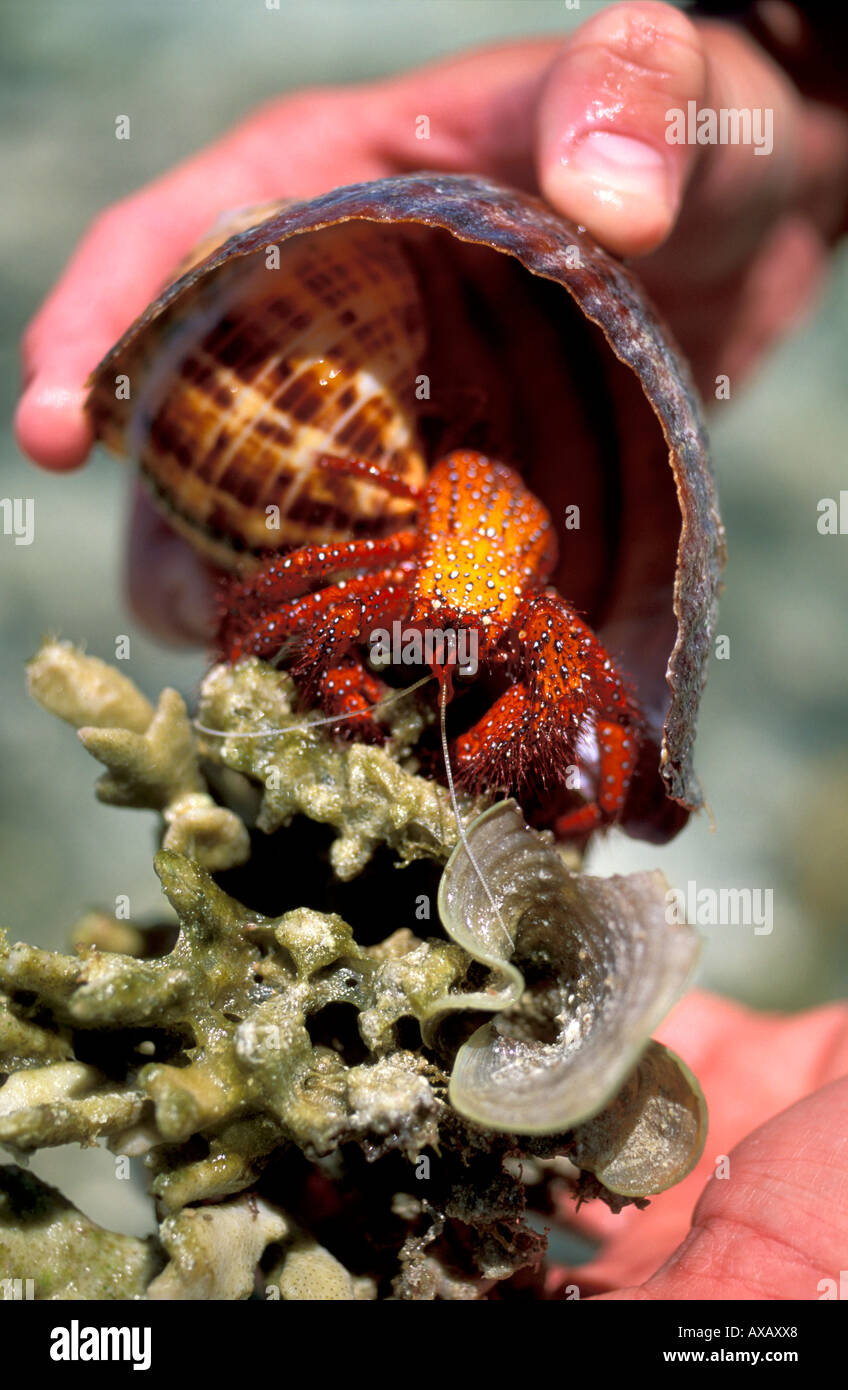 Hermin crab coming out of its shell, Heron Island, Great Barrier Reef ...