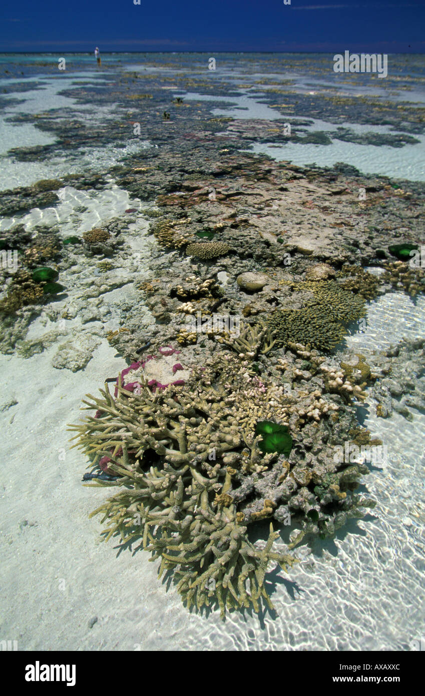 Reef walk, Heron Island, Great Barrier Reef Queensland, Australia Stock ...