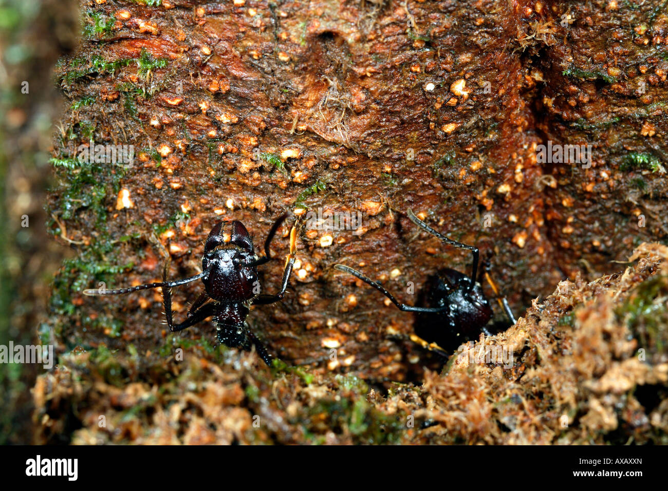Bullet ants hi-res stock photography and images - Alamy