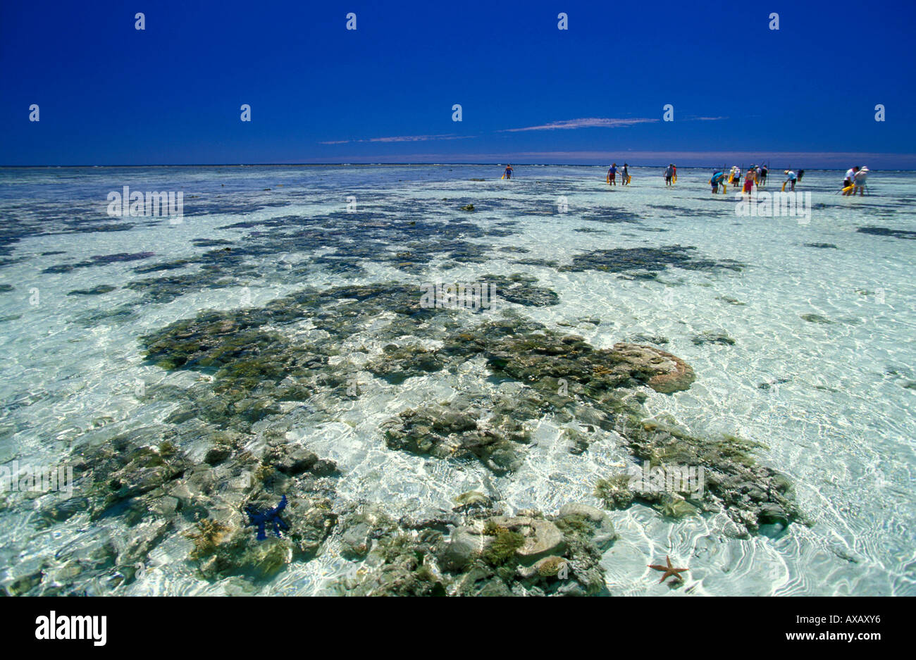 Reef walk, Heron Island, Great Barrier Reef Queensland, Australia Stock ...